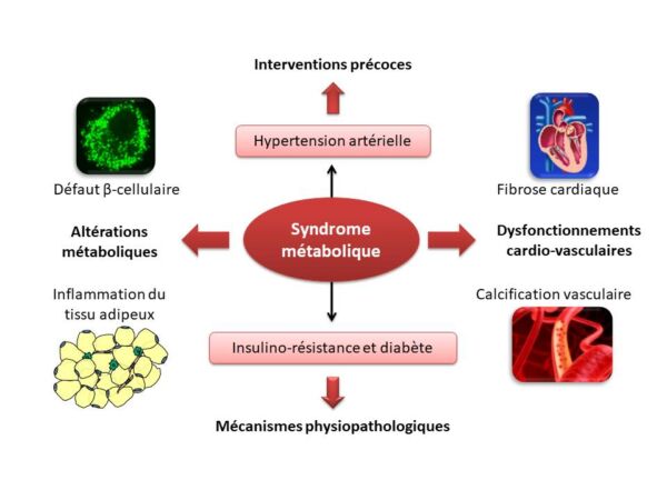Thématique de recherche - Biocommunication en Cardio-Métabolique