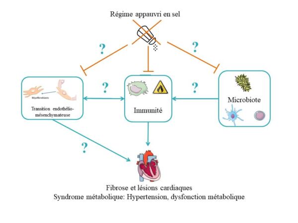 Mécanismes impliqués dans la prévention de la fibrose cardiaque par un ...